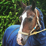 Verkaufspferde, Schulpferde